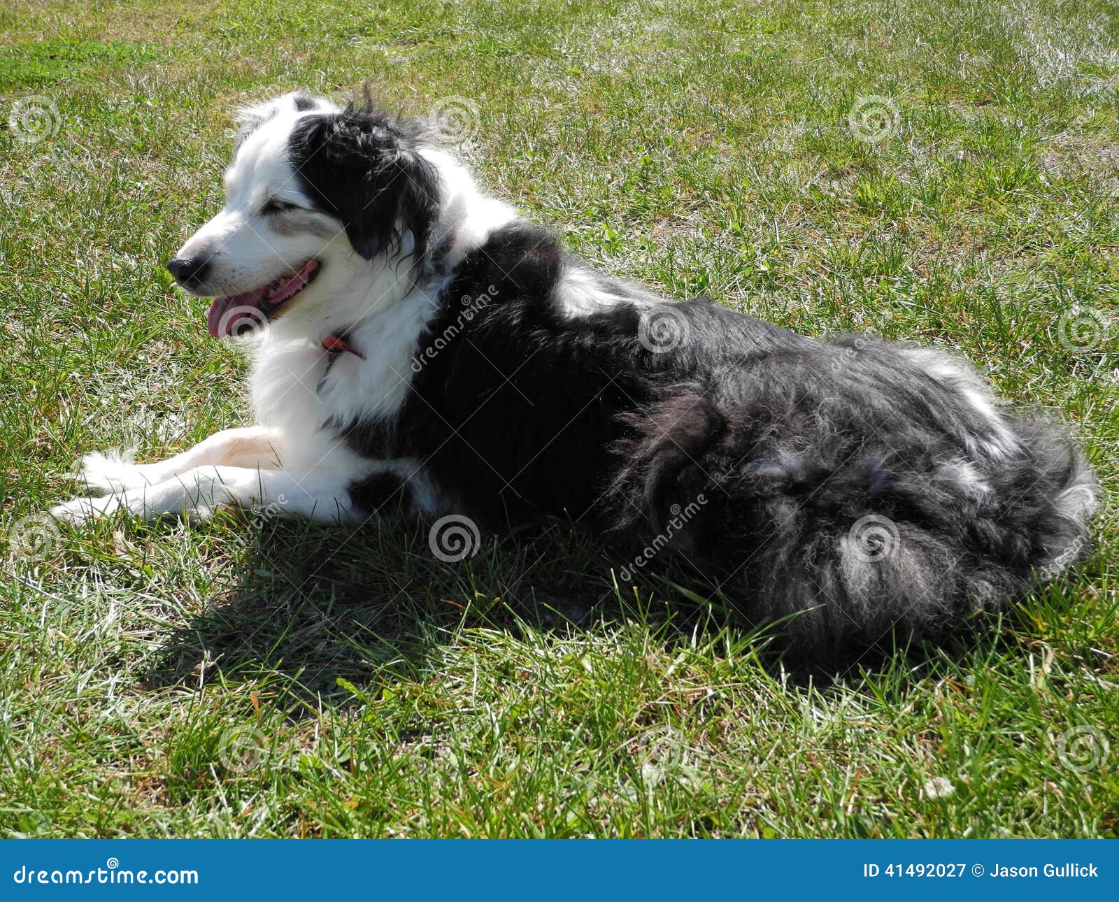 Australian Shepherd Dog stock image. Image of australian - 41492027