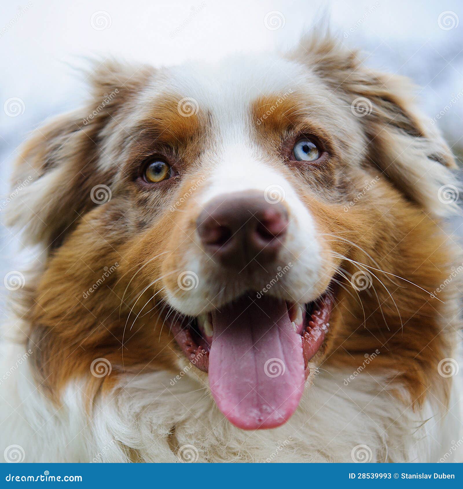 Australian Shepherd face stock image. Image of grass - 28539993