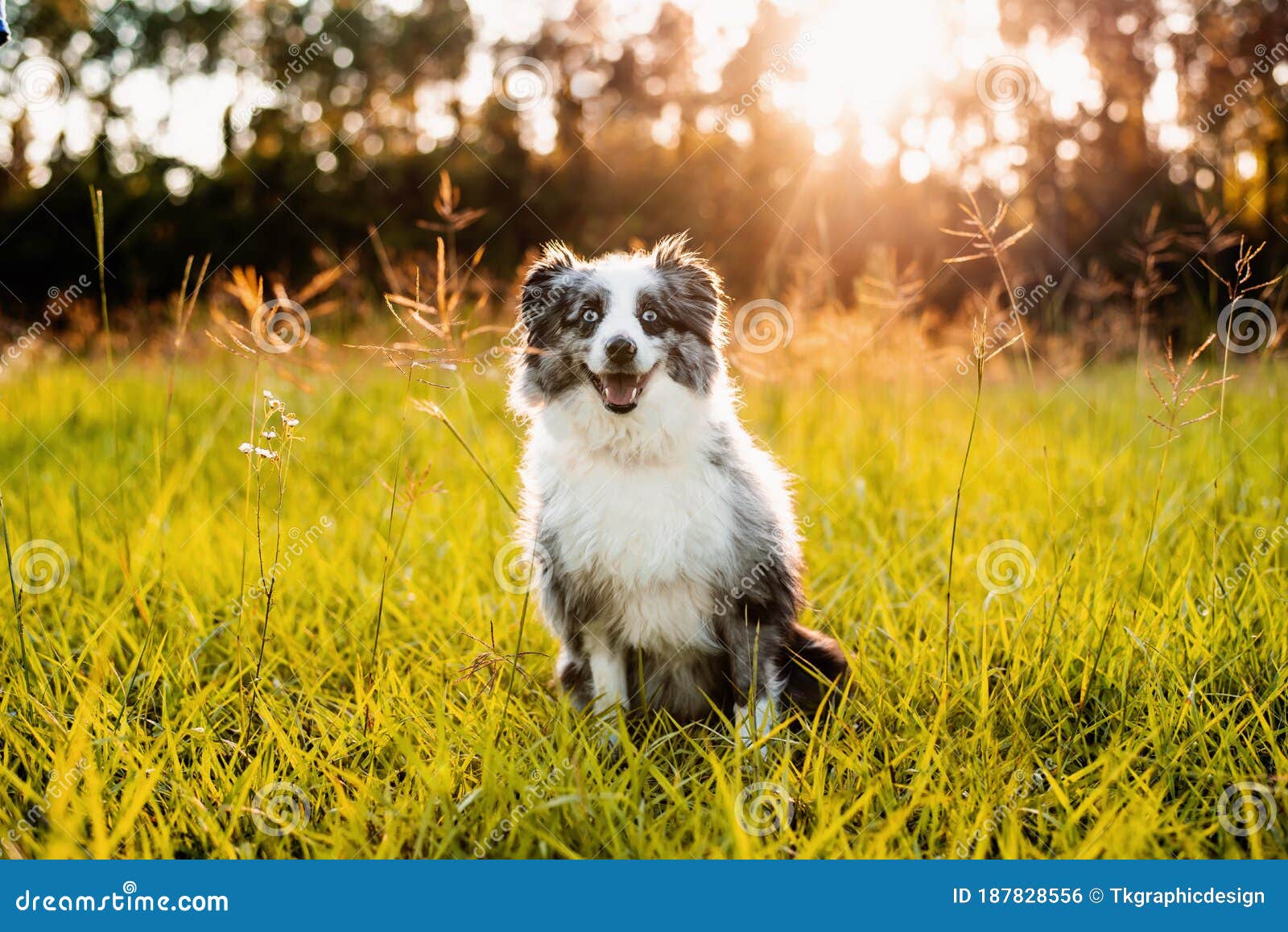 Australian Shepherd. Mini Grey and White Aussie with Blue Eyes Stock ...
