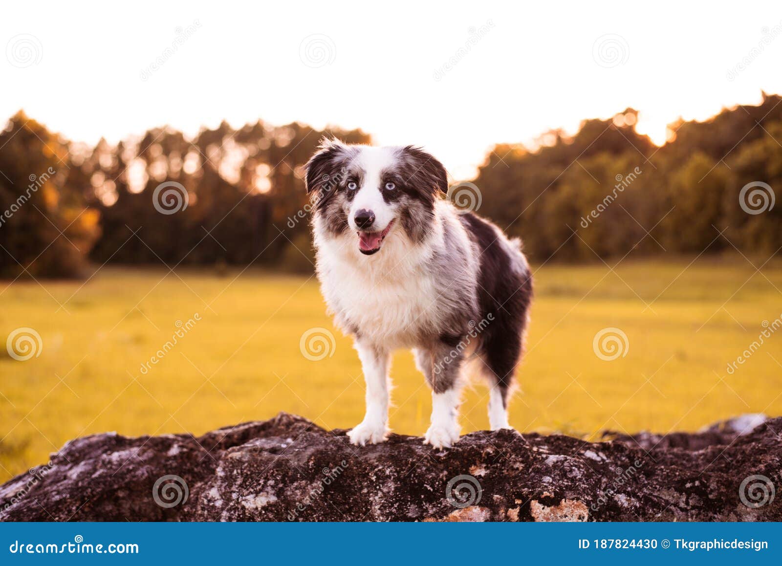 Australian Shepherd. Mini Grey and White Aussie with Blue Eyes Stock ...