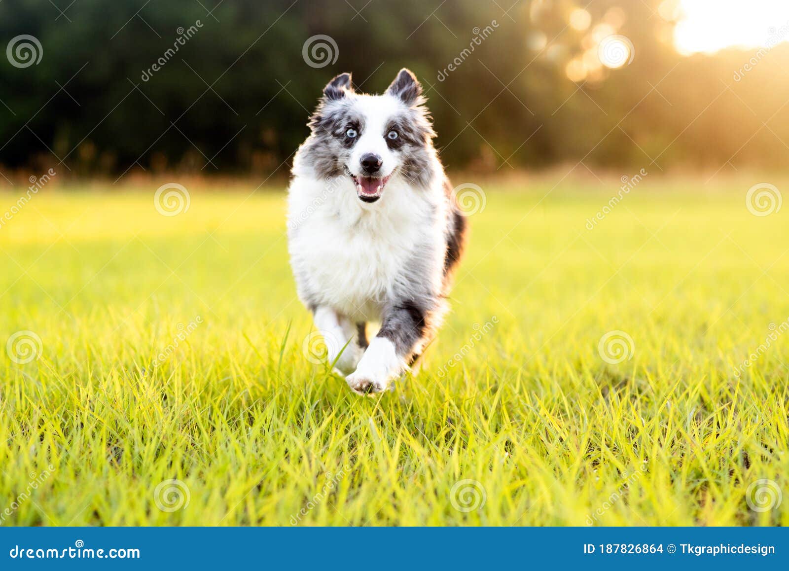 Australian Shepherd. Mini Grey and White Aussie with Blue Eyes Stock ...