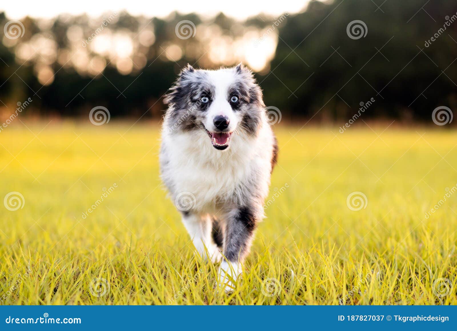 Australian Shepherd. Mini Grey and White Aussie with Blue Eyes Stock ...