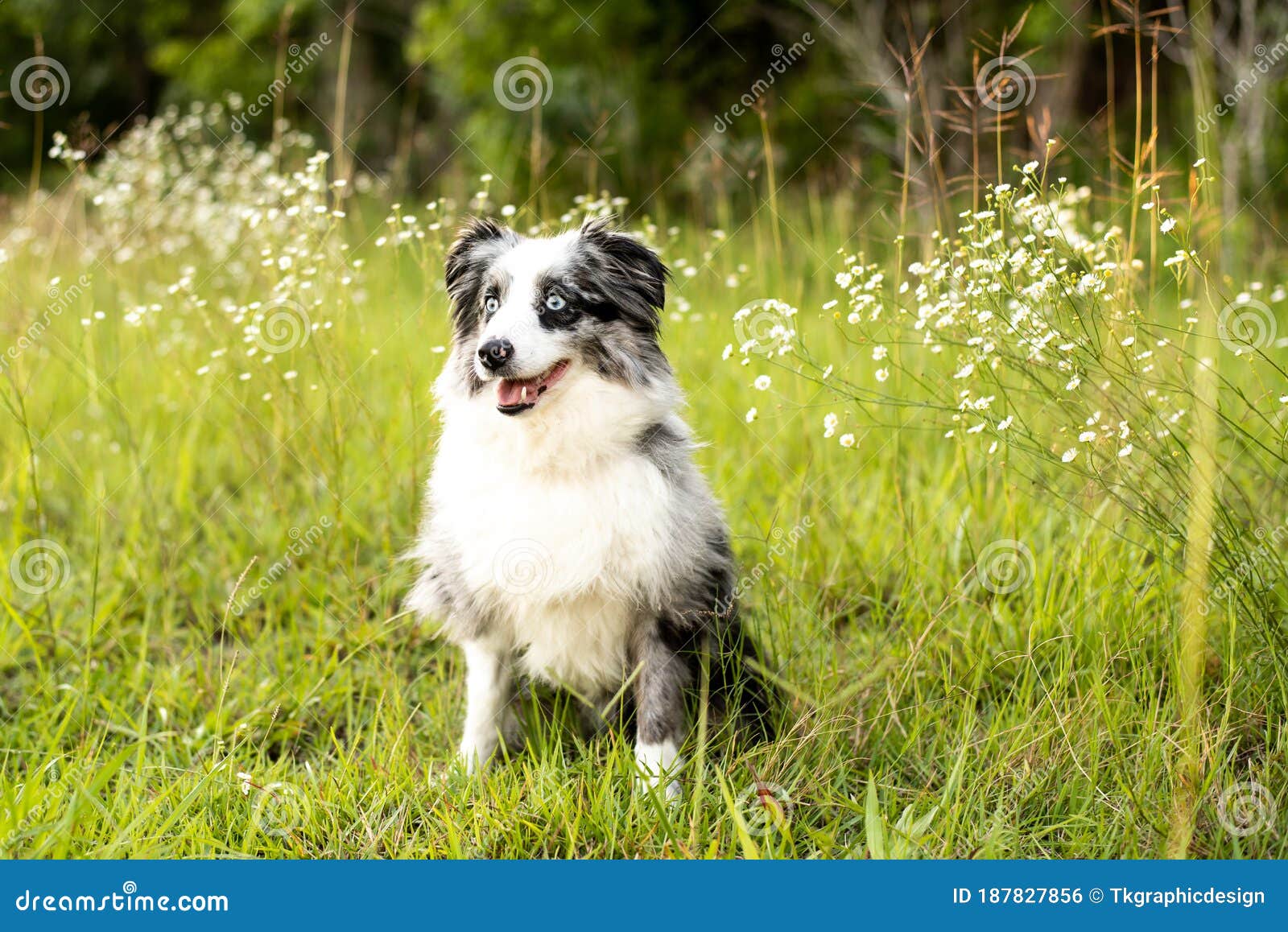 Australian Shepherd. Mini Grey and White Aussie with Blue Eyes Stock ...