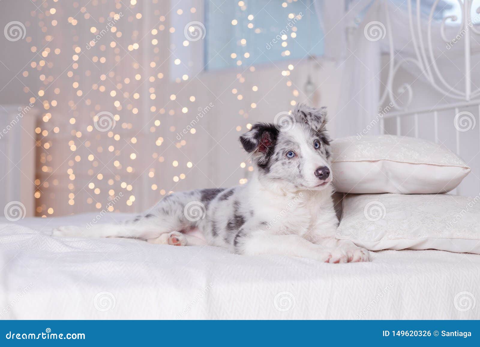 Australian Shepherd, 3 Months Old Stock Photo - Image of animal, marble ...