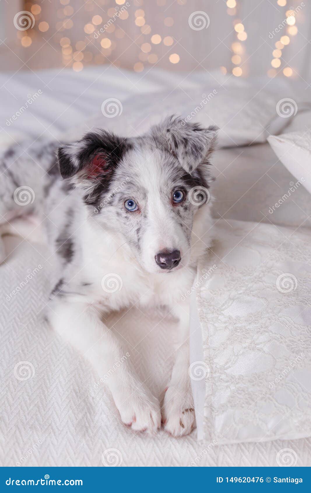 Australian Shepherd, 3 Months Old Stock Photo - Image of home, marble ...