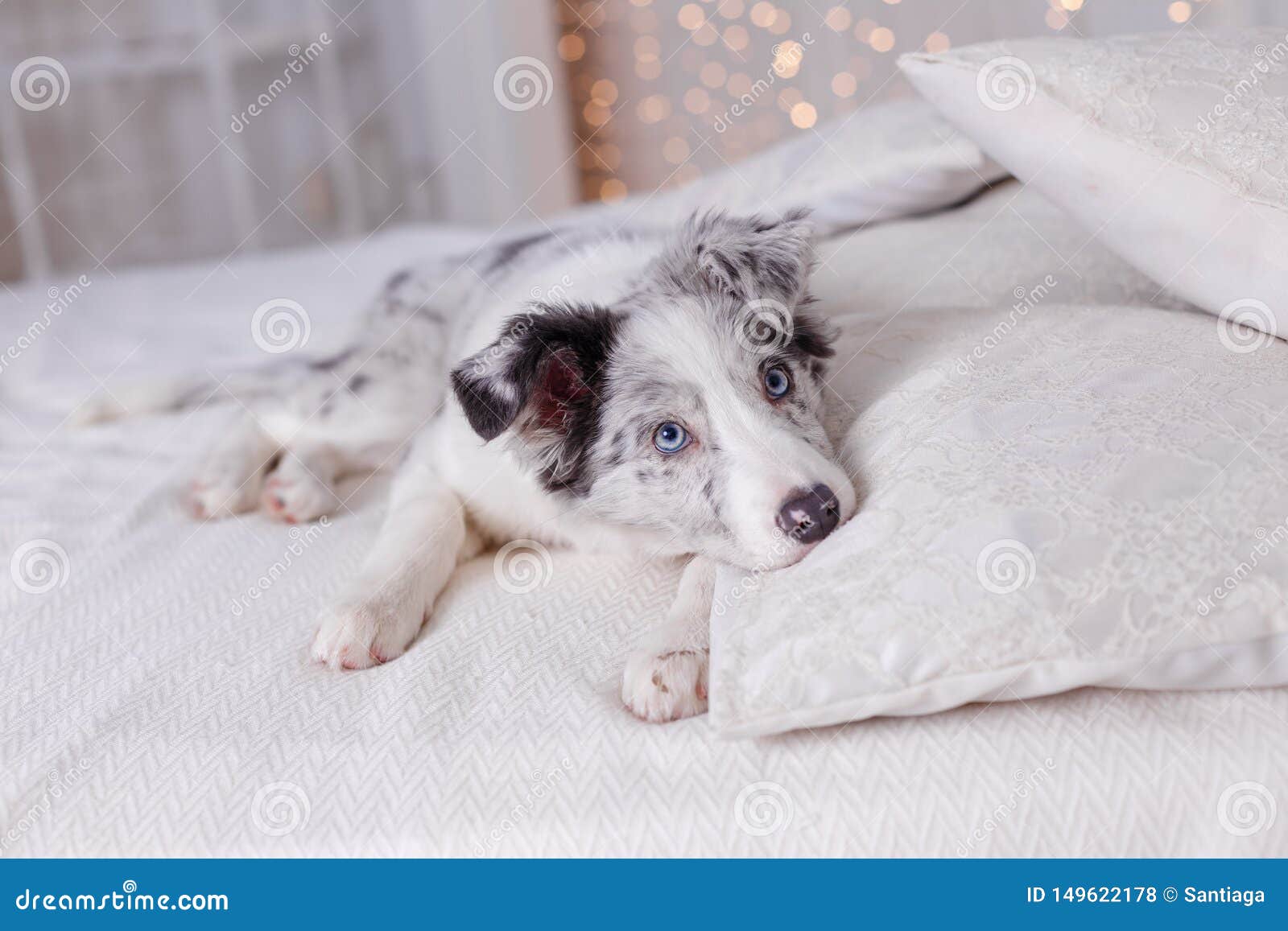 Australian Shepherd, 3 Months Old Stock Photo - Image of shepherd ...