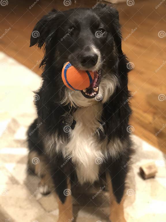 Fetch stock image. Image of fetch, australian, shepherd - 122236843
