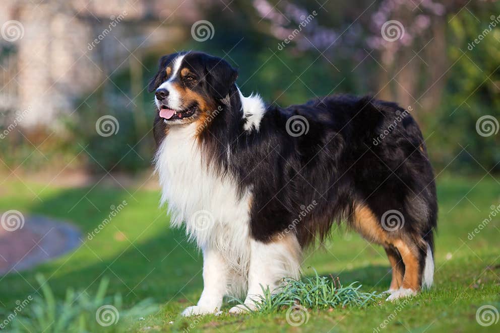 Australian Shepherd in Profile Stock Photo - Image of outdoor, shepherd ...