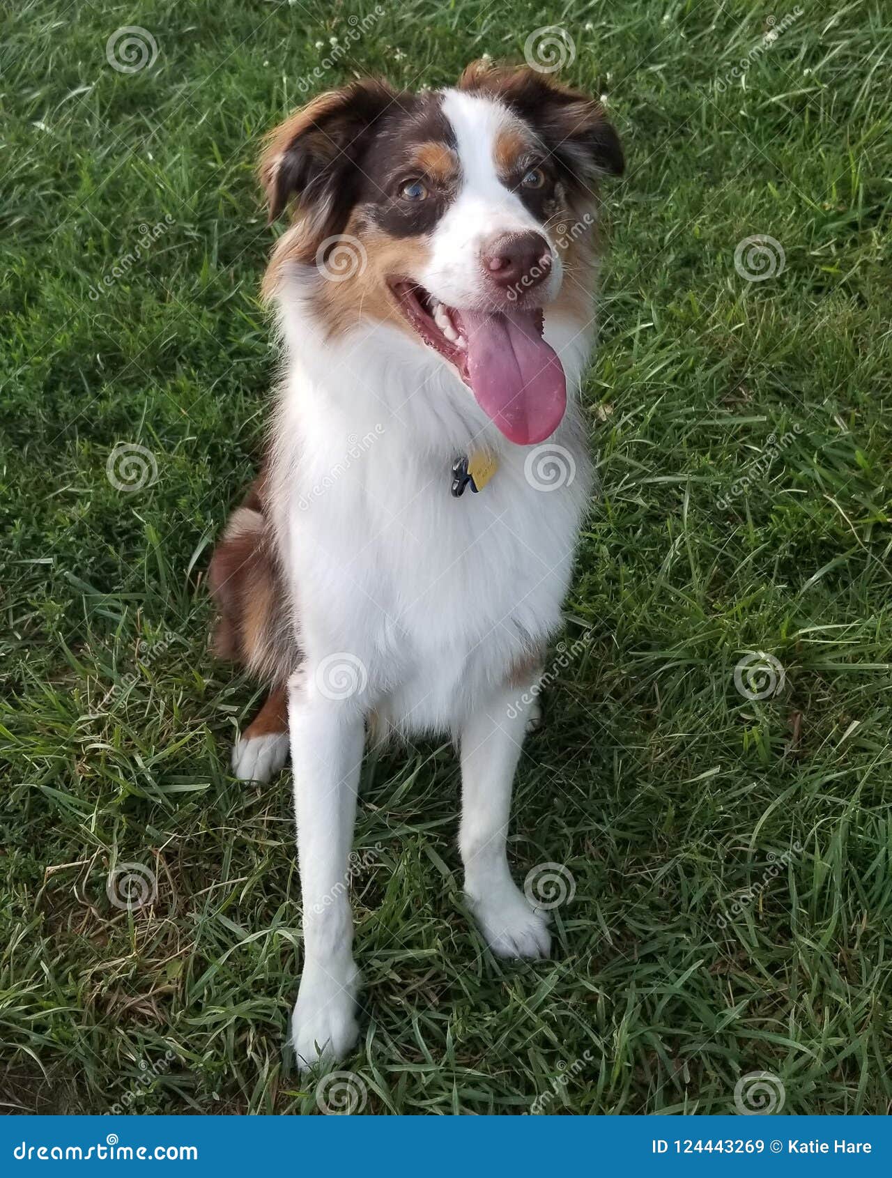 Good Boy stock image. Image of good, puppy, australian - 124443269