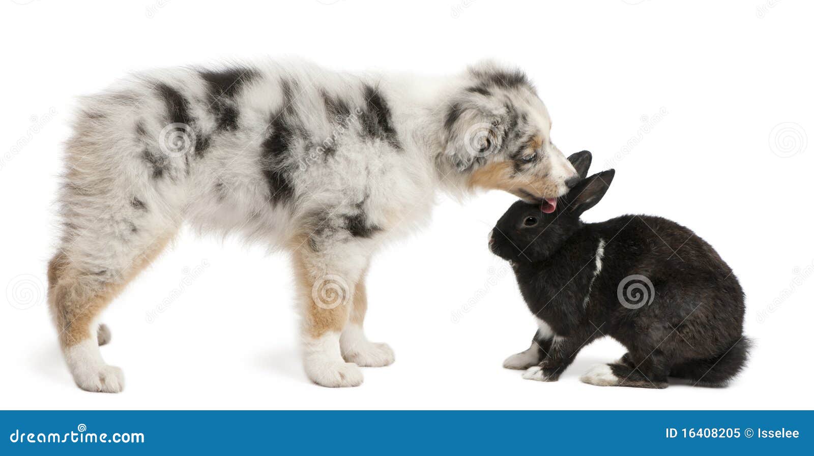 Are Australian Shepherds Good With Rabbits