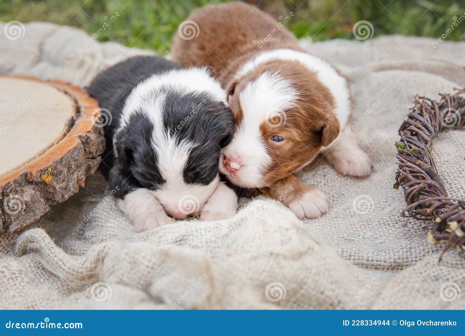 Australian Shepherd Puppy. Newborn Puppy. Stock Photo - Image of breed ...
