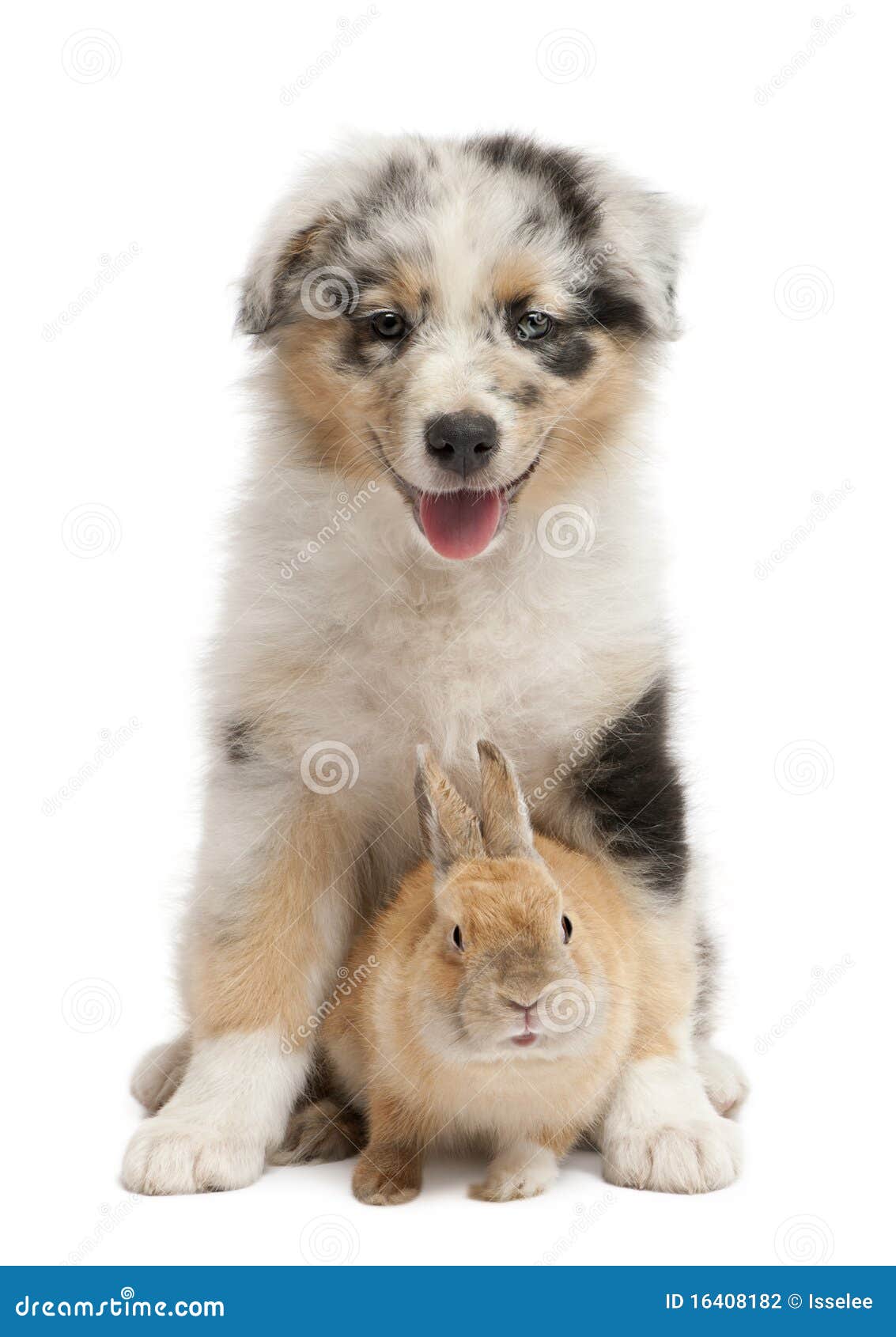 Are Australian Shepherds Good With Rabbits