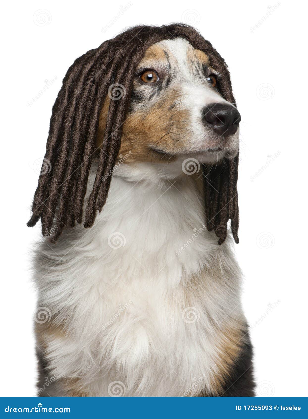 Dog With Dreadlocks