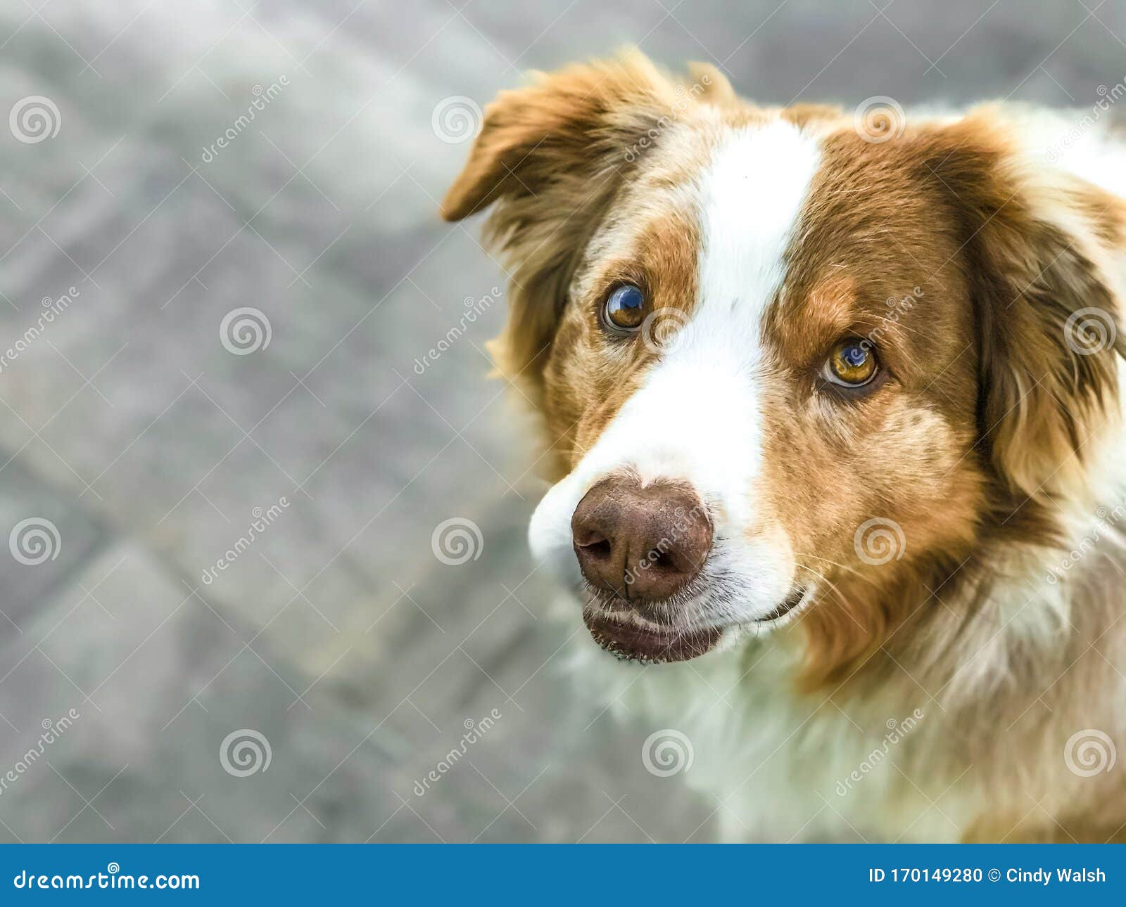 Australian Shepherd stock photo. Image of eyes, furry - 170149280