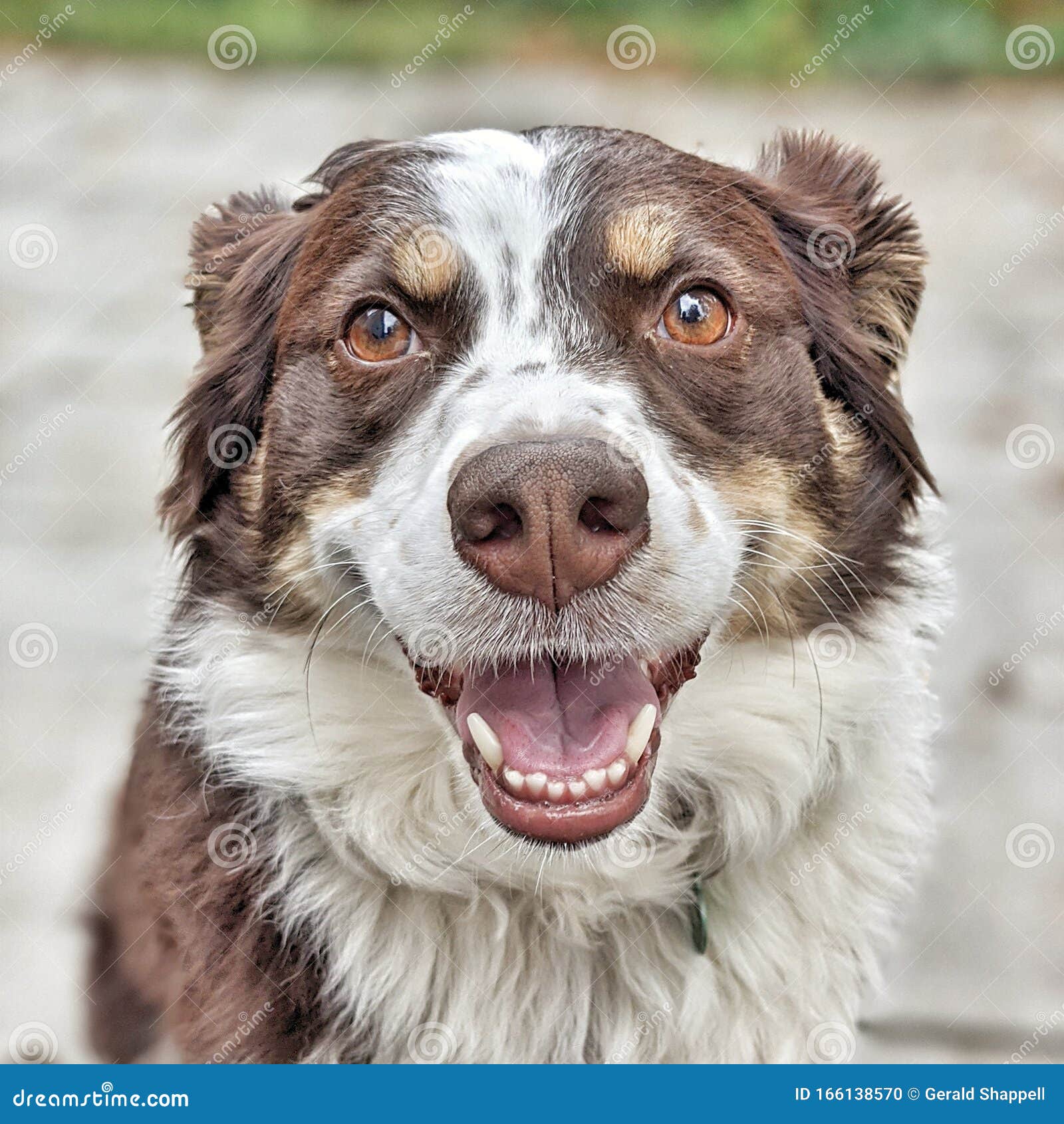Australian Shepherd Smiling Happy Stock Photo - Image of white, puppy ...