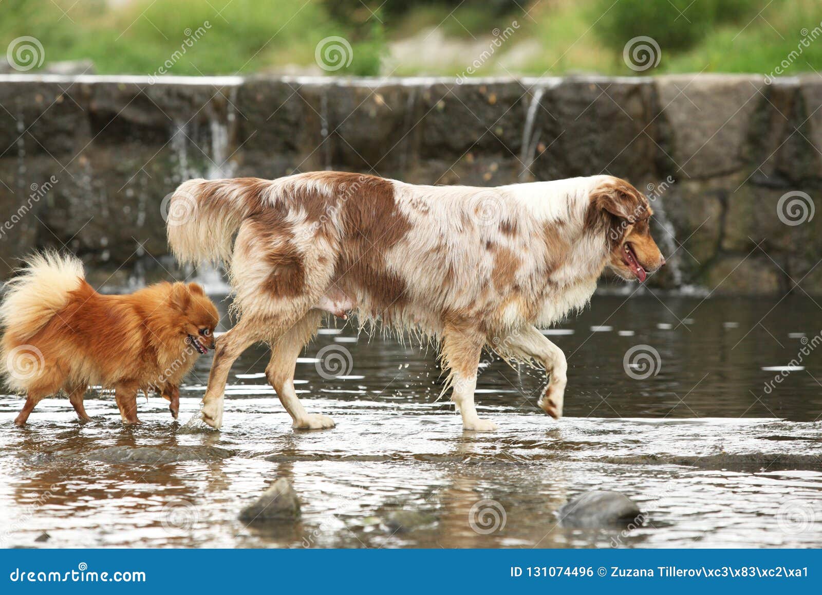 Australian Shepherd and Spitz in the River Stock Photo - Image of puppy ...