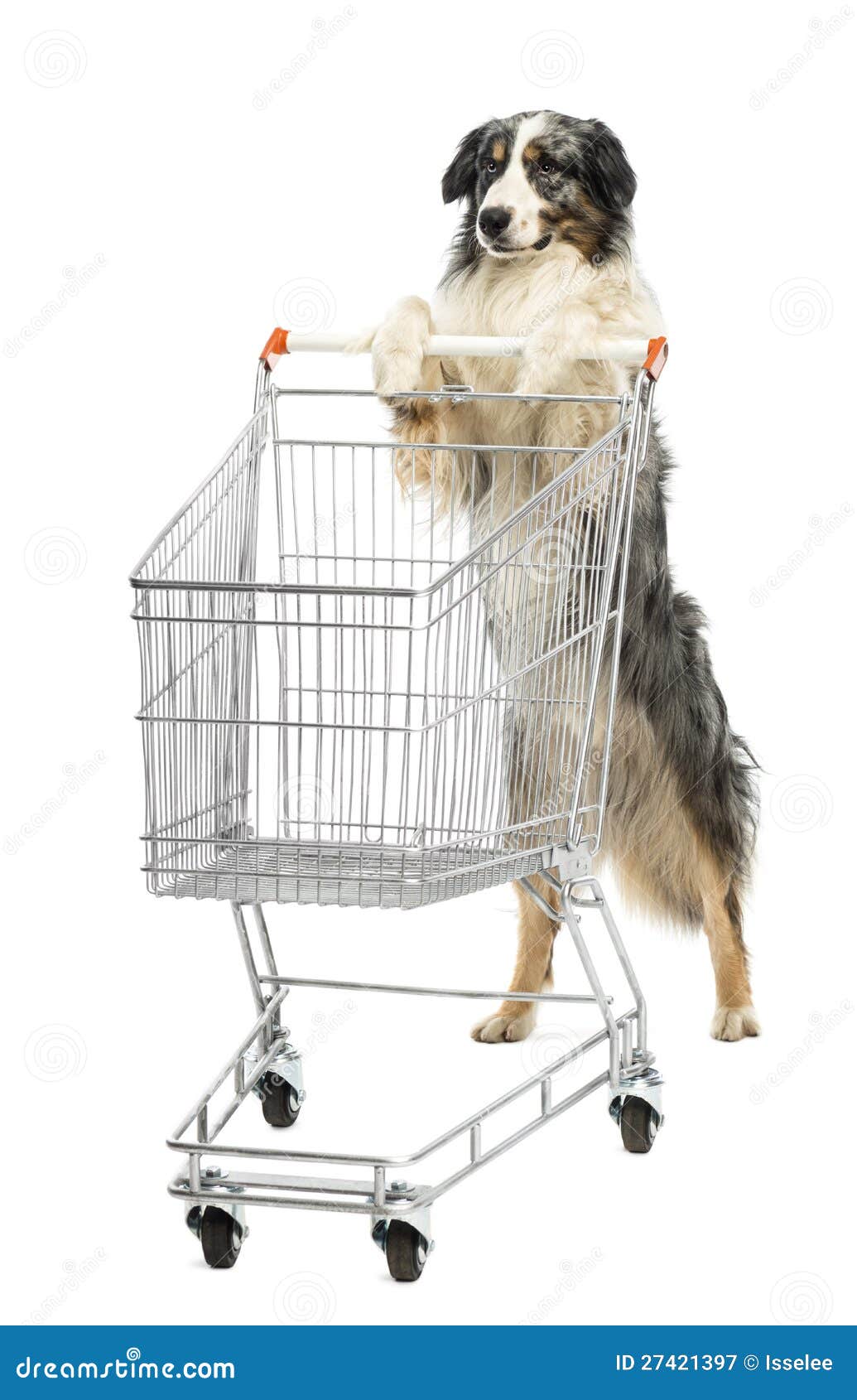Australian Shepherd Stand Hind Legs Stock Photos - Free & Royalty-Free ...