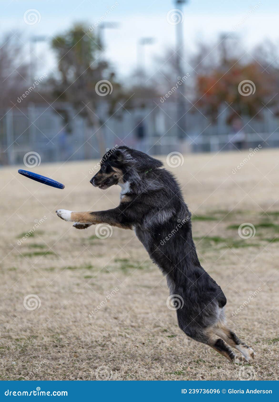 Australian Shepherd about To Catch a Disc Stock Photo - Image of breed ...