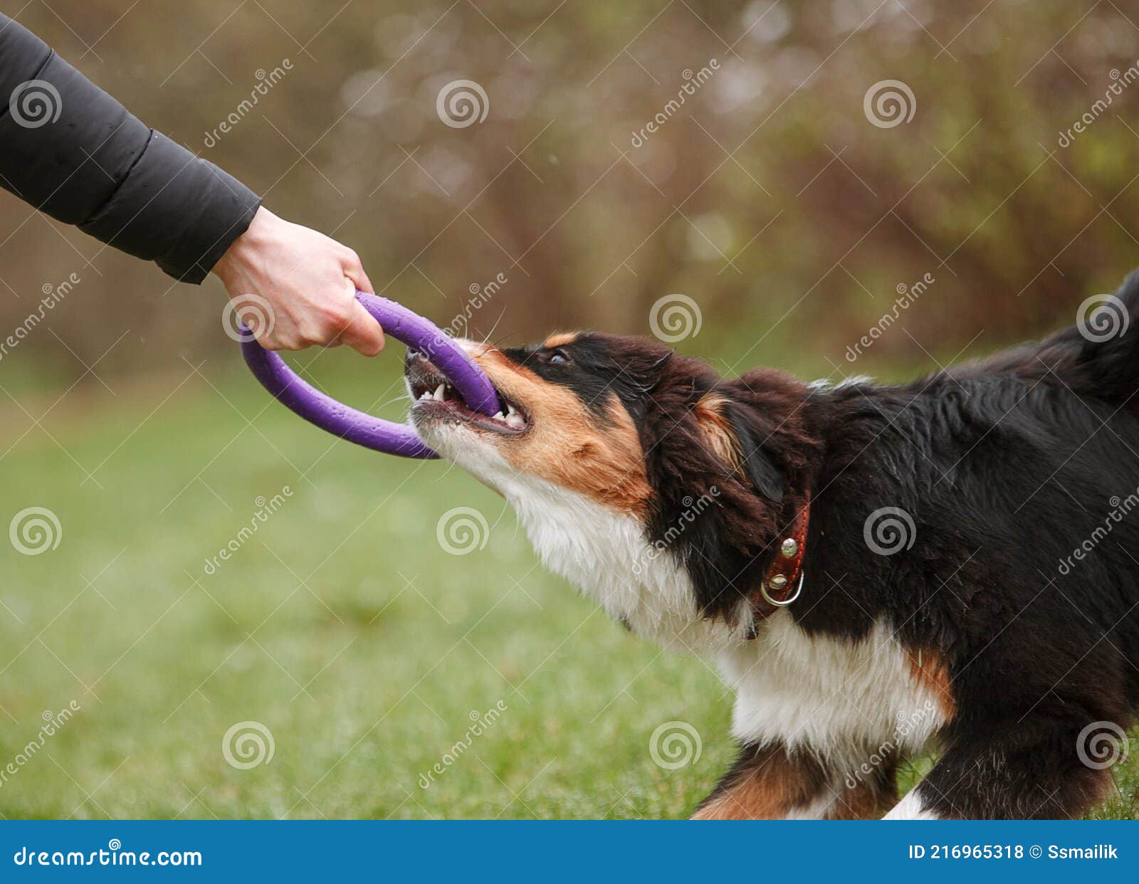 Australian Shepherd Training Stock Photo - Image of nature, cute: 216965318