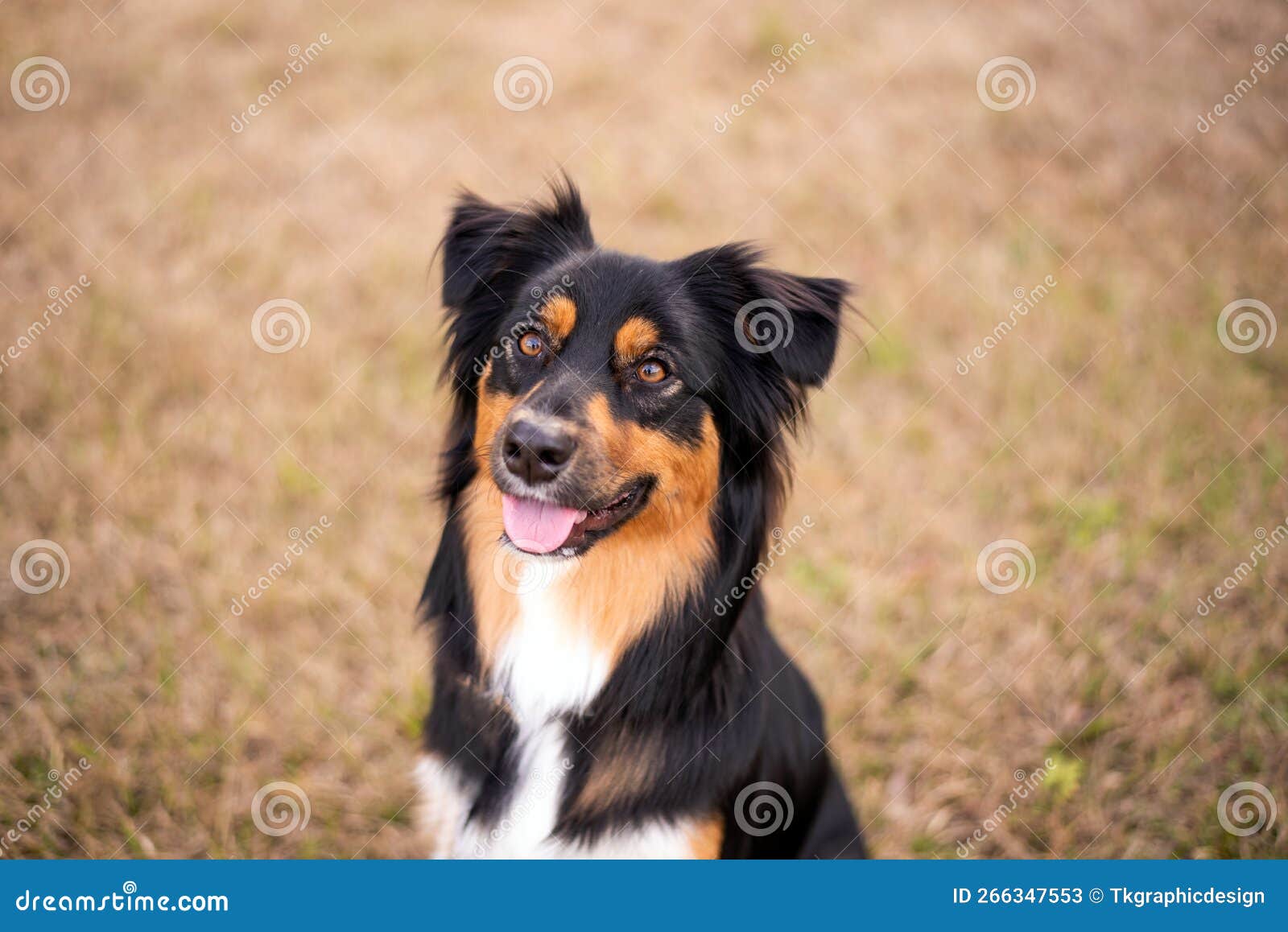 Australian Shepherd Tri Color Aussie Outside at a Park. Stock Image ...