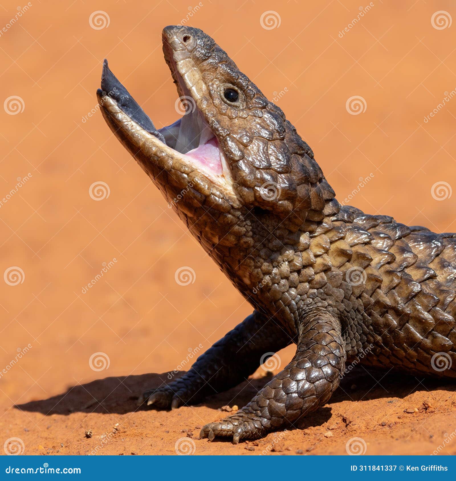 Australian Shingle-back Lizard Stock Image - Image of lizard ...