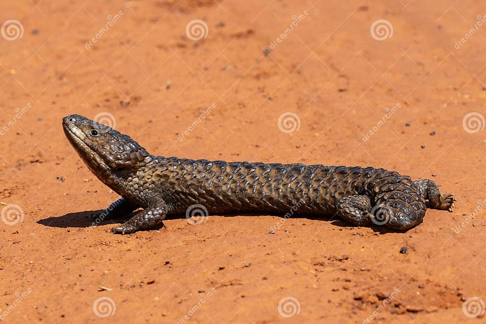 Shingleback or Bobtail Lizard Stock Image - Image of australian ...