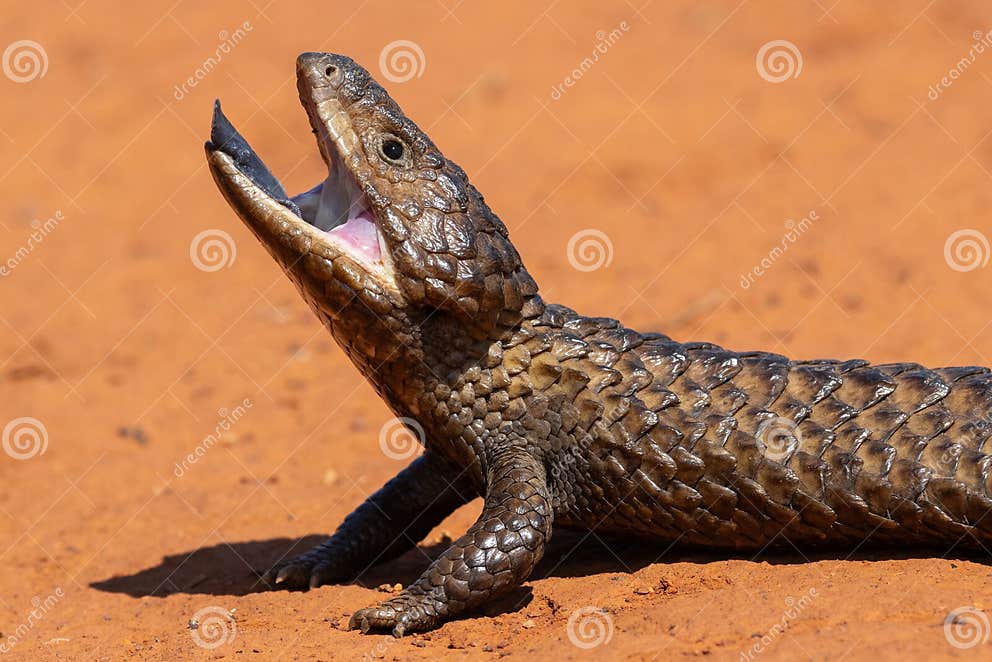 Shingleback or Bobtail Lizard Stock Photo - Image of nature, australian ...