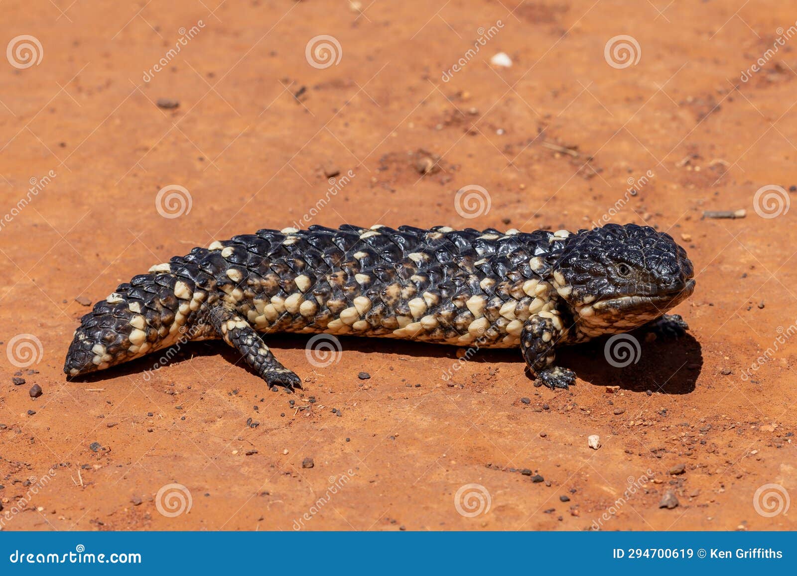 Shingleback Lizard Mouth Wide Open Showing Off The Blue Tongue Stock ...