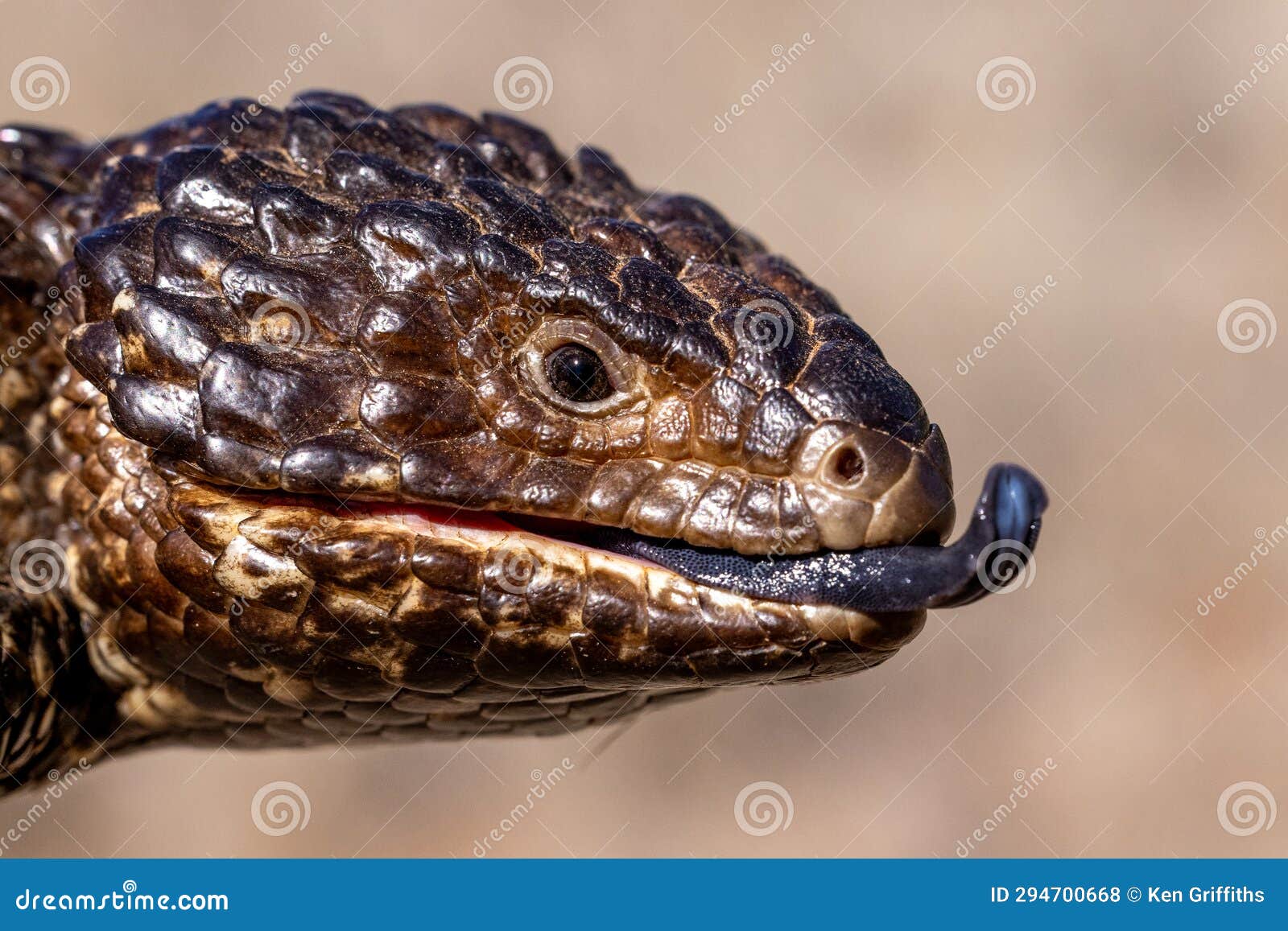Australian Shingleback Lizard Stock Photo - Image of nature, skink ...