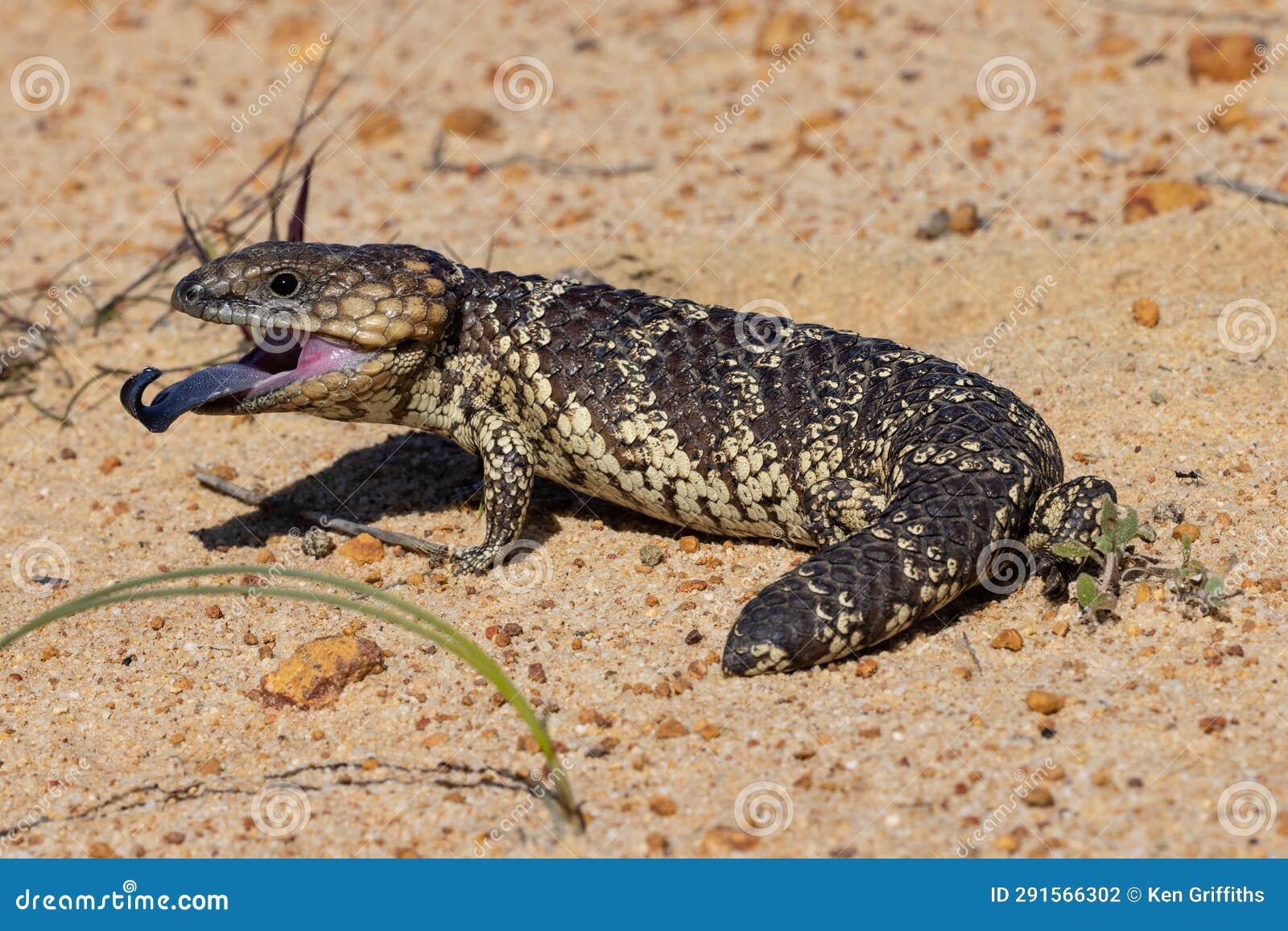 Shingleback Lizard stock photo. Image of nature, reptile - 291566302