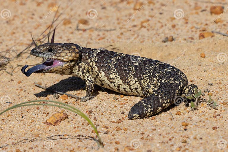 Shingleback Lizard stock photo. Image of nature, reptile - 291566302