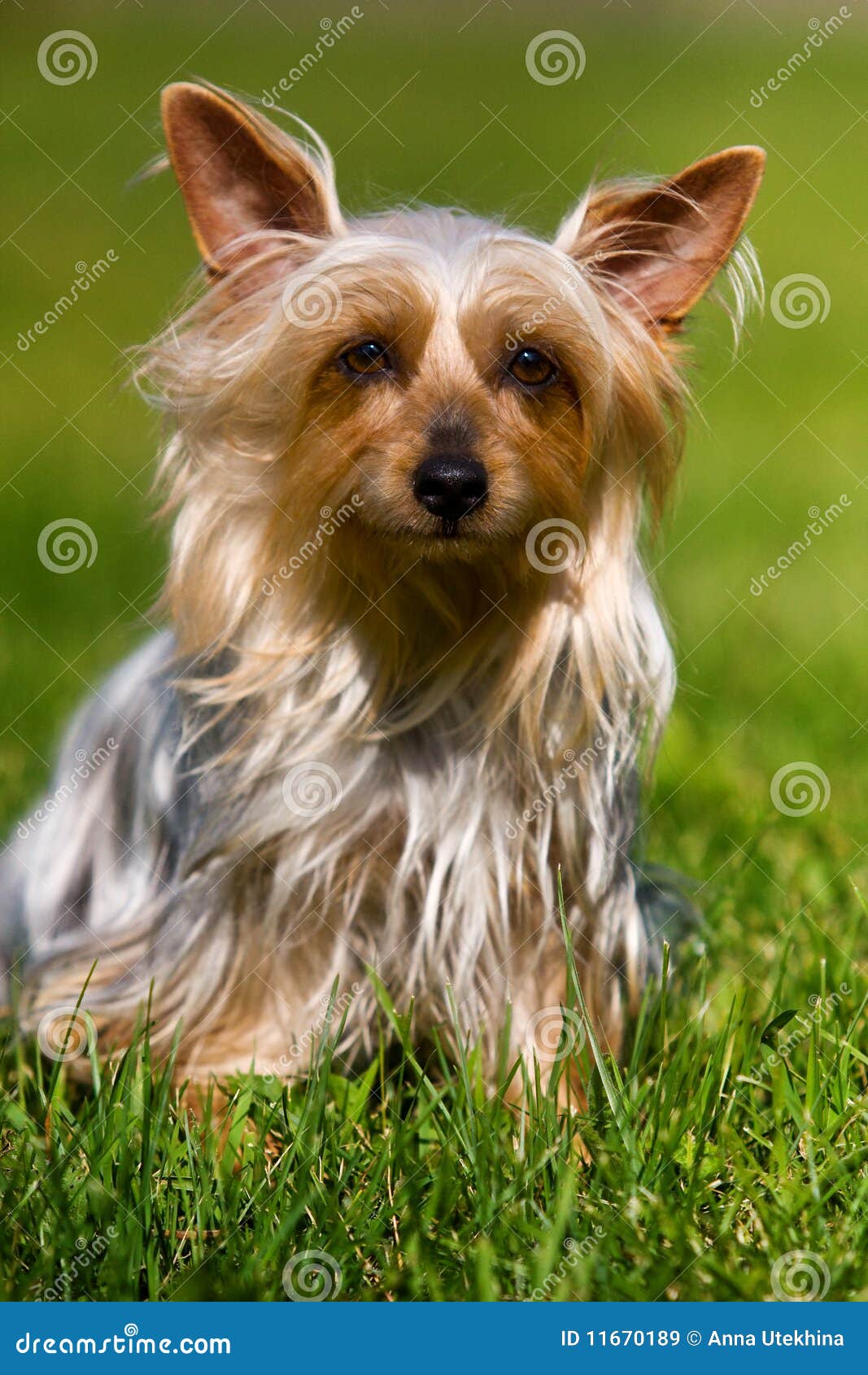 Australian Silky Terrier stock image. Image of summer - 11670189