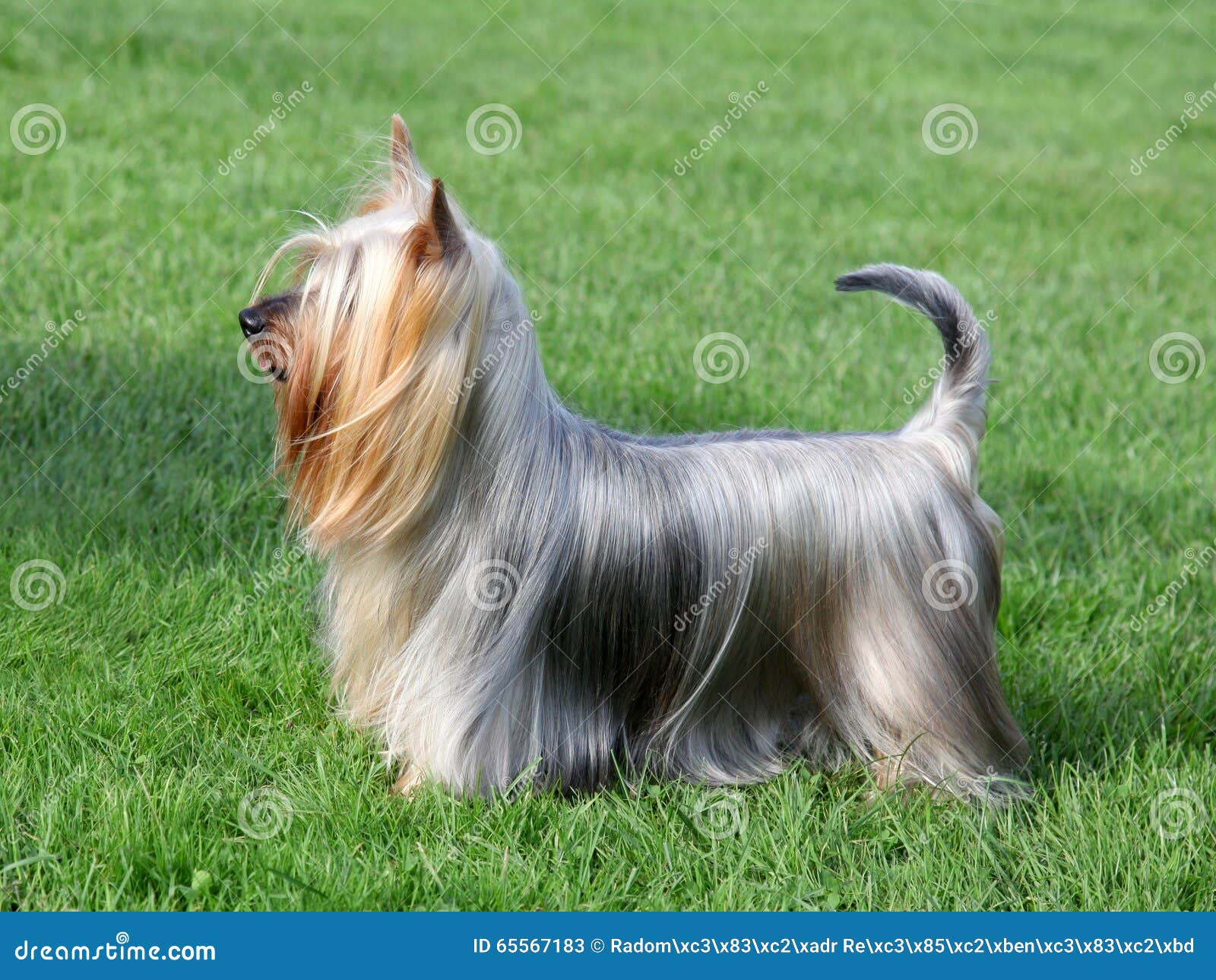 Australian Silky Terrier in the Spring Garden Stock Image - Image of ...