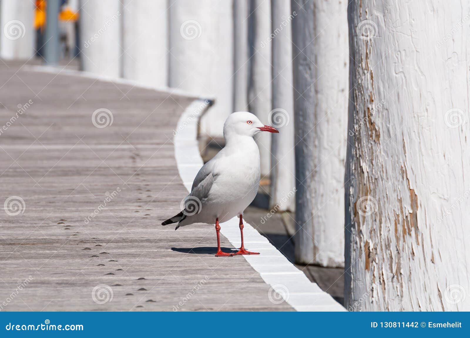 Australian Silver Gull, Seagull on Wooden Deck, Pier Stock Photo ...