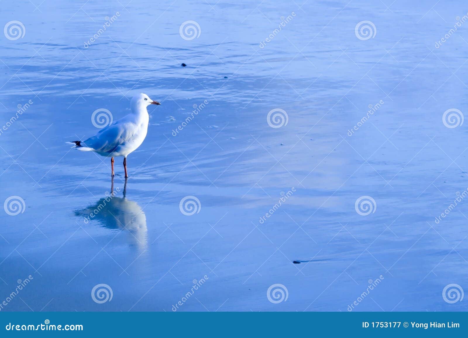 Australian Silver Gull in Water Stock Image - Image of water, feather ...