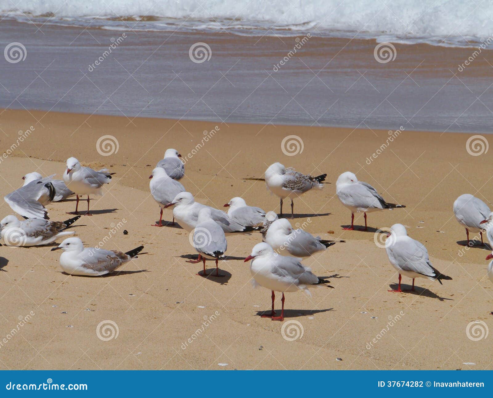 Australian silver gulls stock photo. Image of silver - 37674282