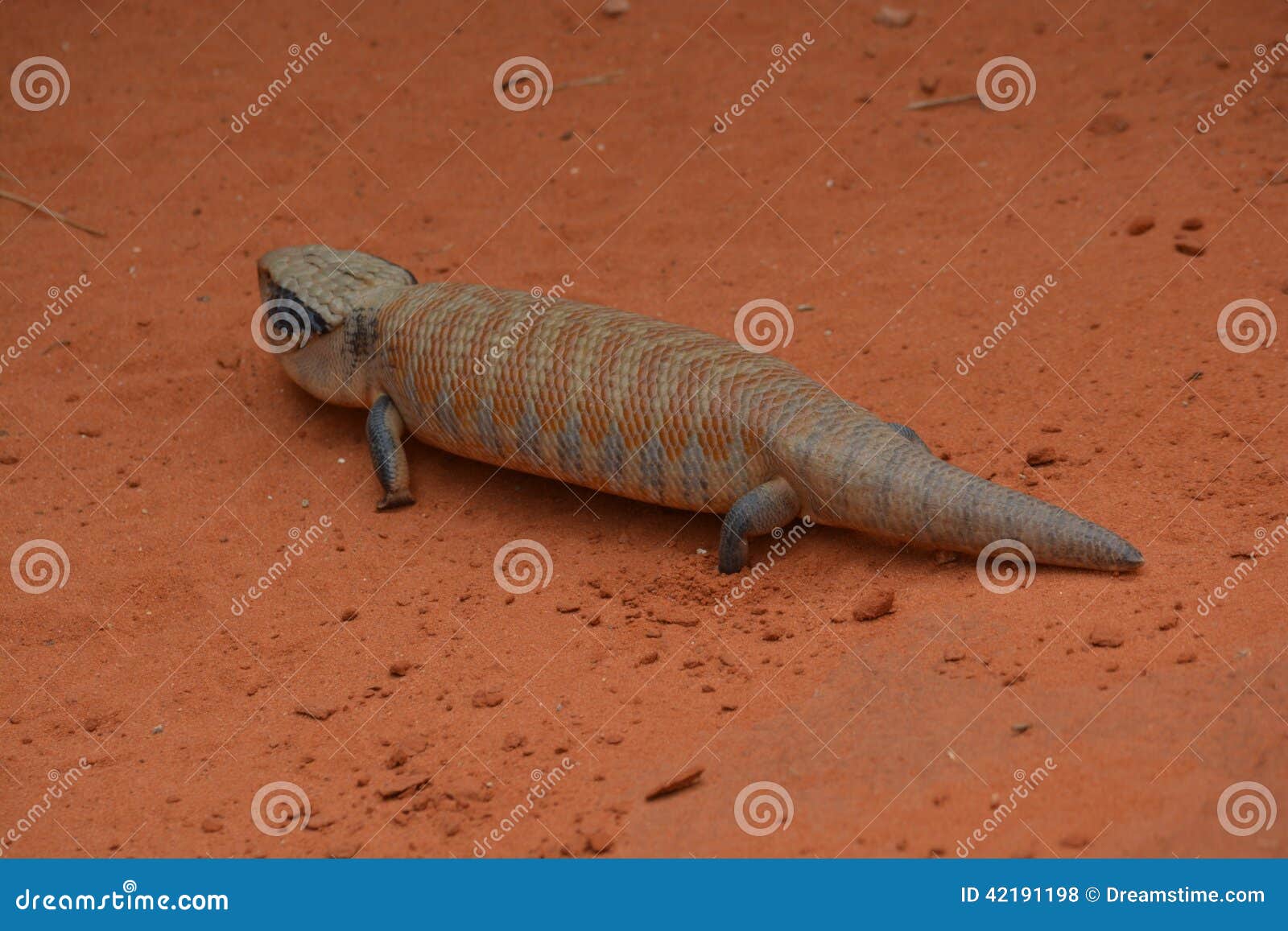 Australian Skink Lizard stock photo. Image of sand, safari - 42191198