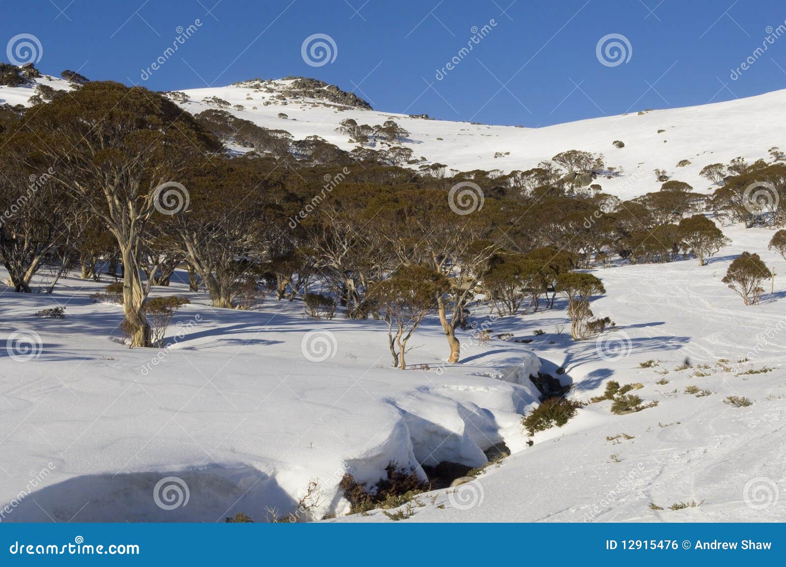 Australian snowscape stock photo. Image of landscape - 12915476