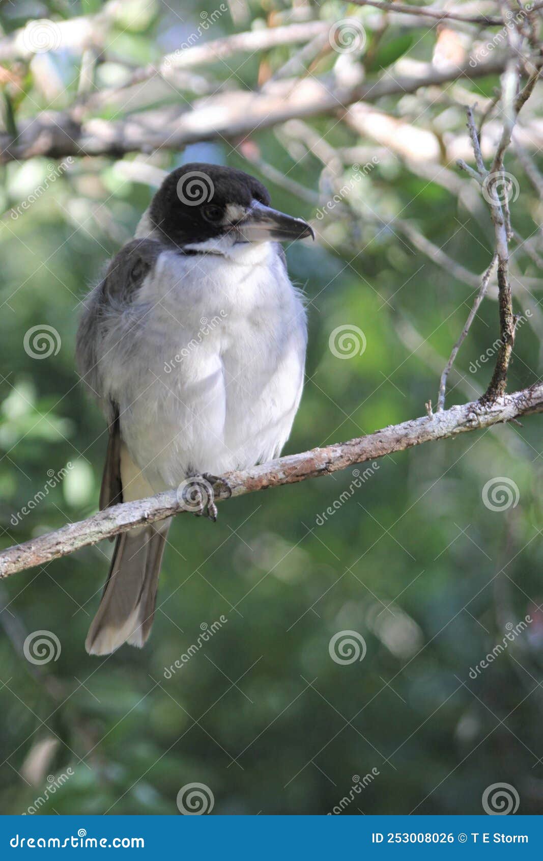 Australian Songbird (Butcher Bird) in a Tree in the Garden Stock Photo ...