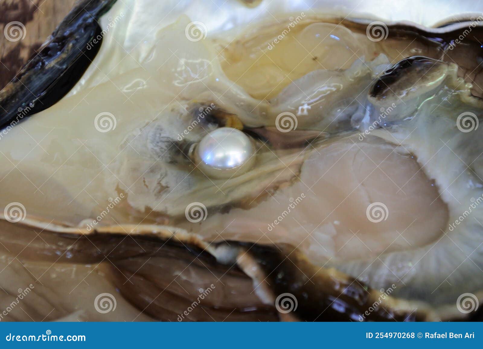 Australian South Sea Pearl Inside an Oyster Stock Photo - Image of ...