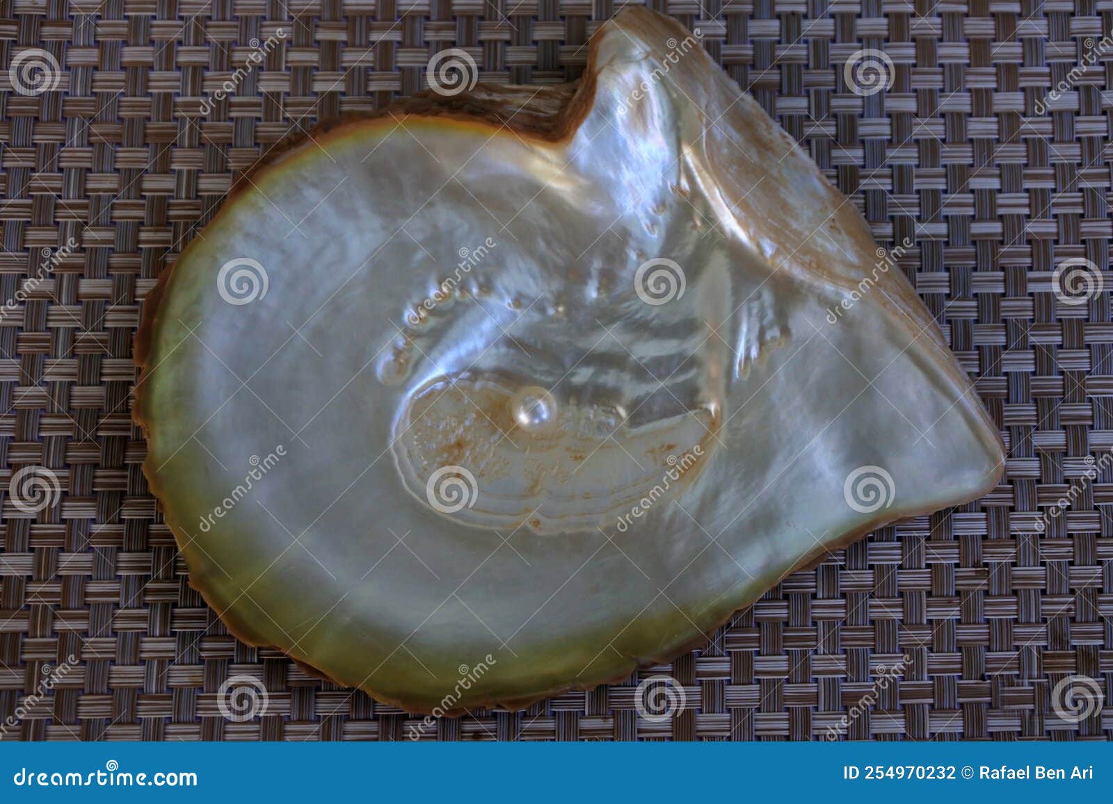 Australian South Sea Pearl Inside an Oyster Stock Photo - Image of ...