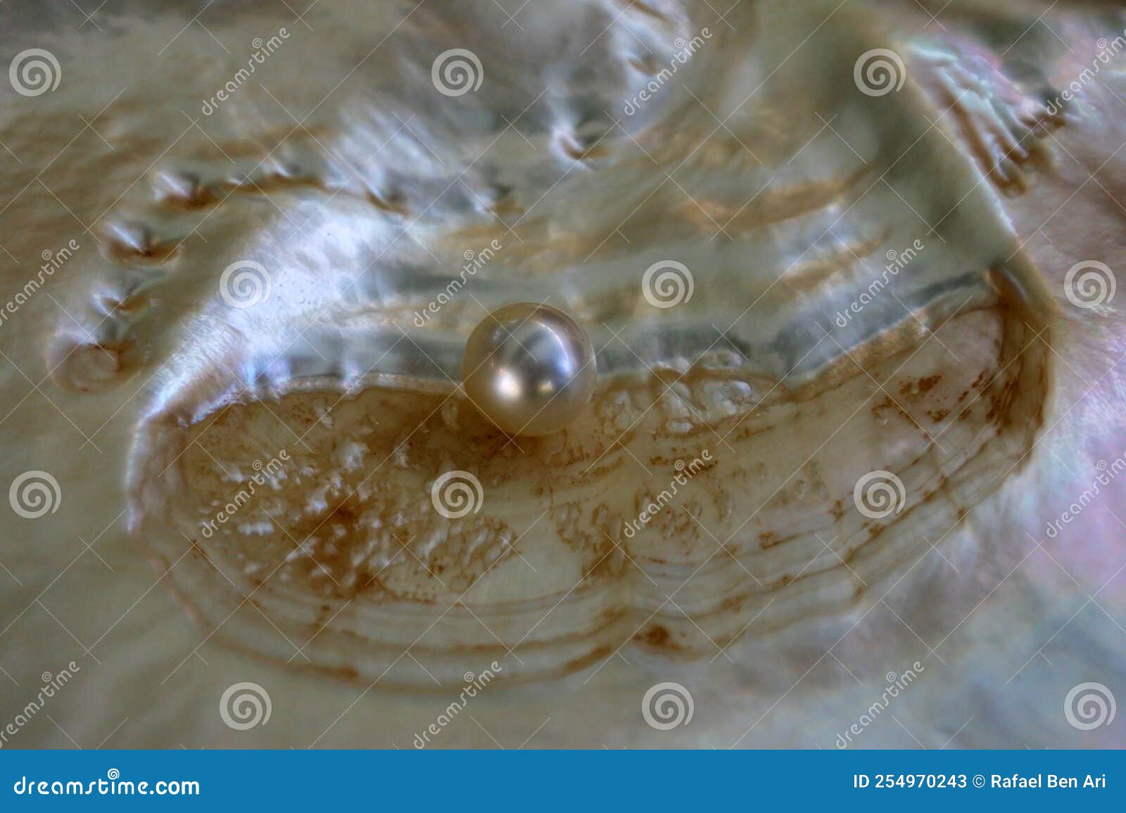 Australian South Sea Pearl Inside an Oyster Stock Image - Image of gift ...