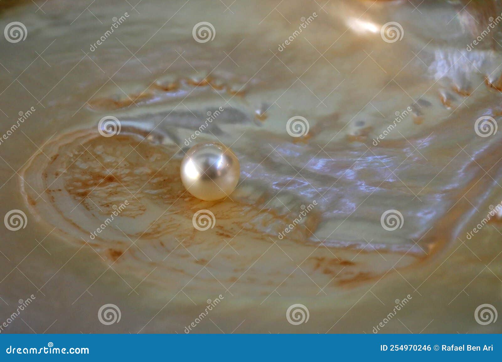 Australian South Sea Pearl Inside an Oyster Stock Photo - Image of ...