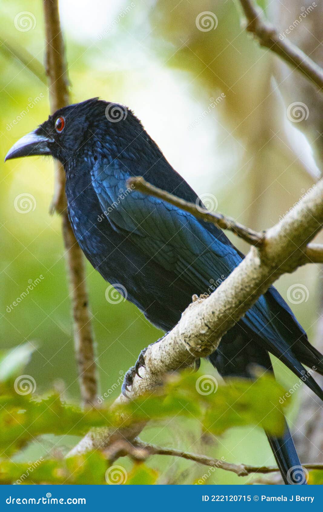 An Australian Spangled Drongo Bird Stock Image - Image of australian ...
