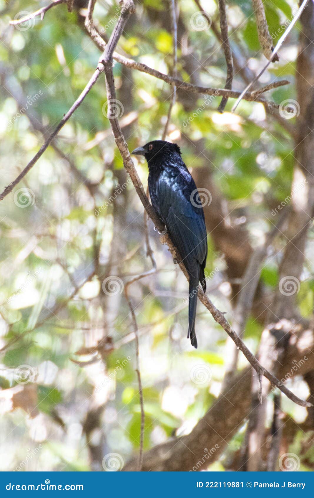 An Australian Spangled Drongo Bird Stock Image - Image of tail, perched ...
