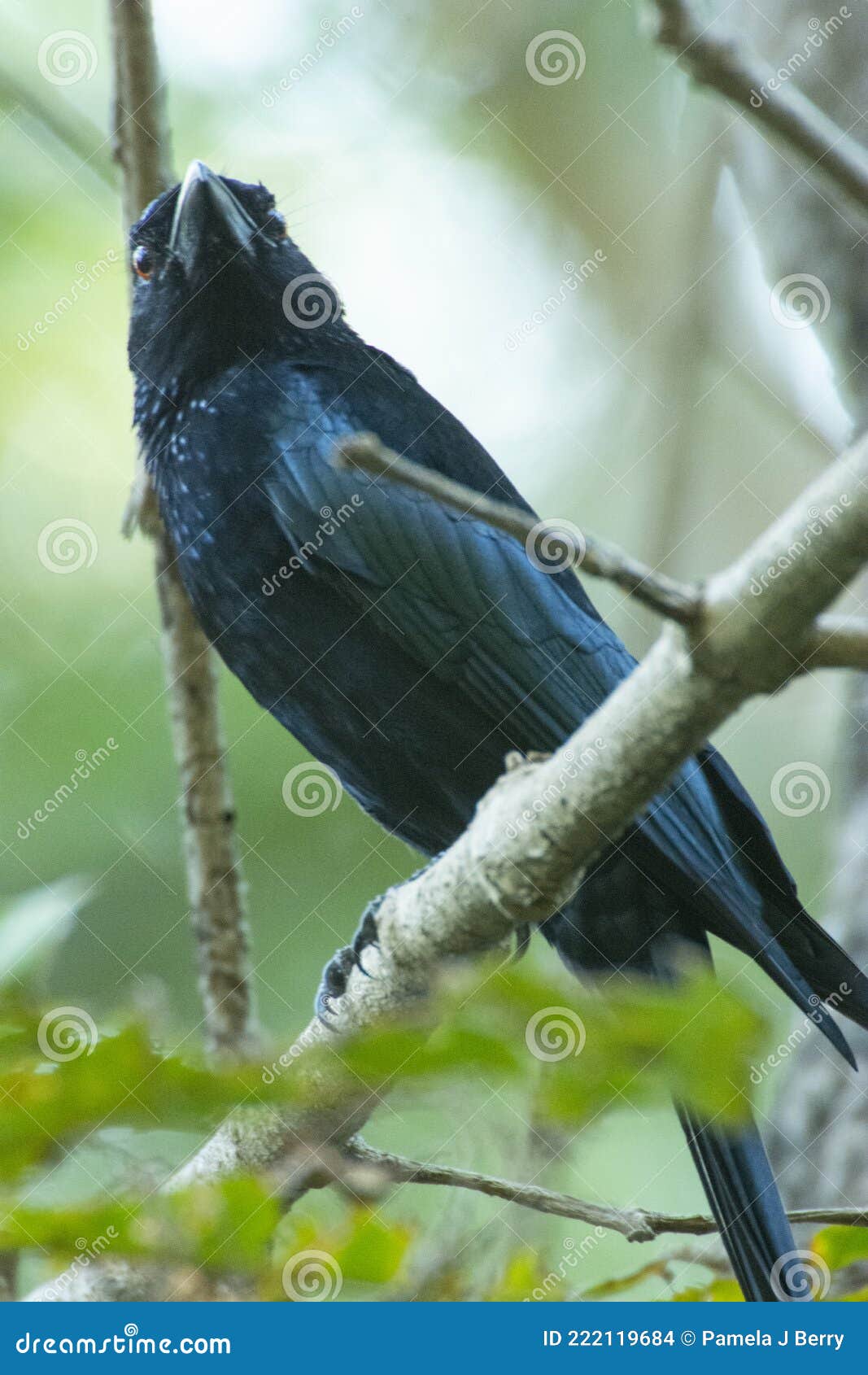 An Australian Spangled Drongo Bird Stock Photo - Image of drongo ...