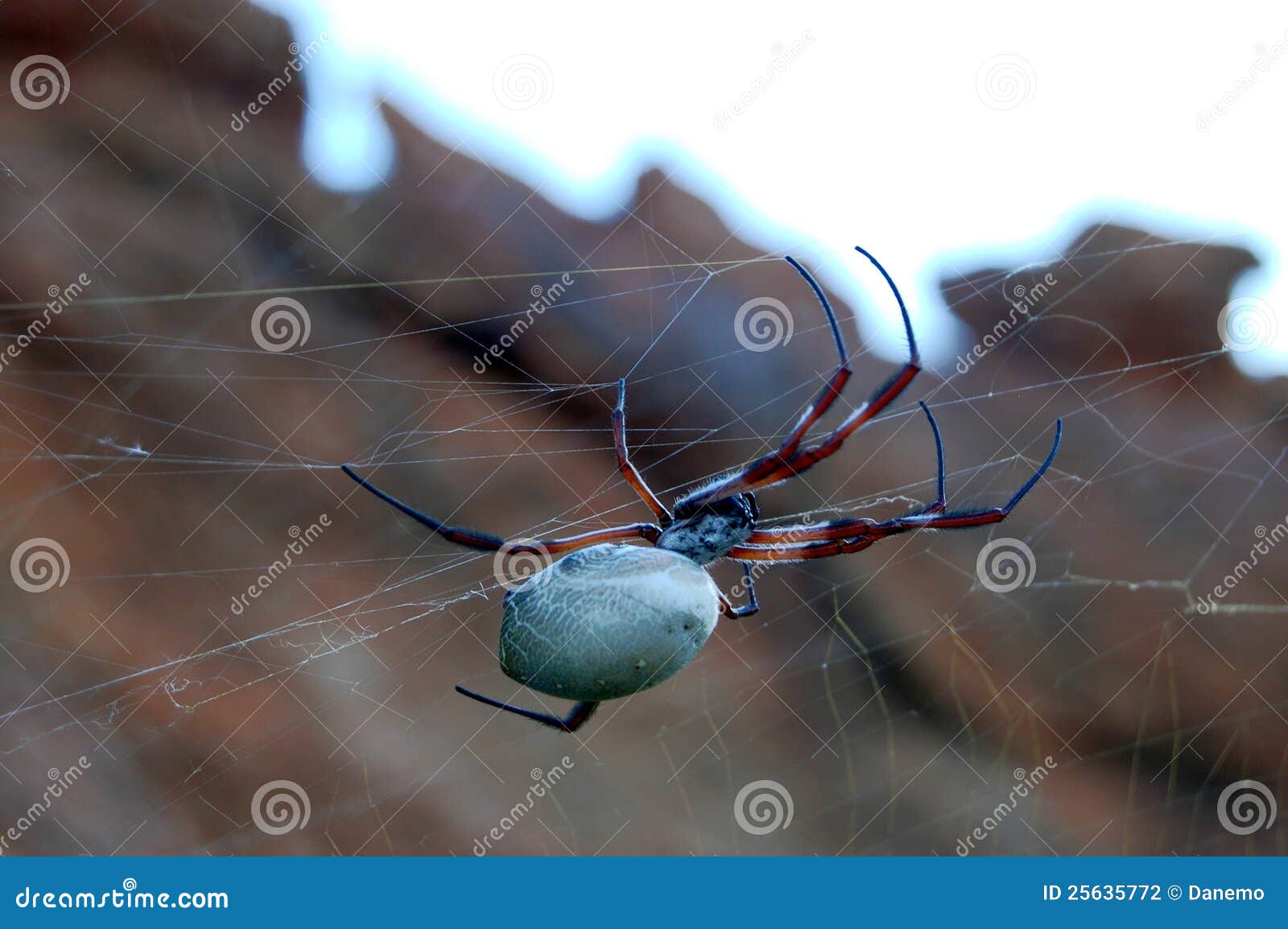 Australian spider stock photo. Image of australia, flycatcher - 25635772