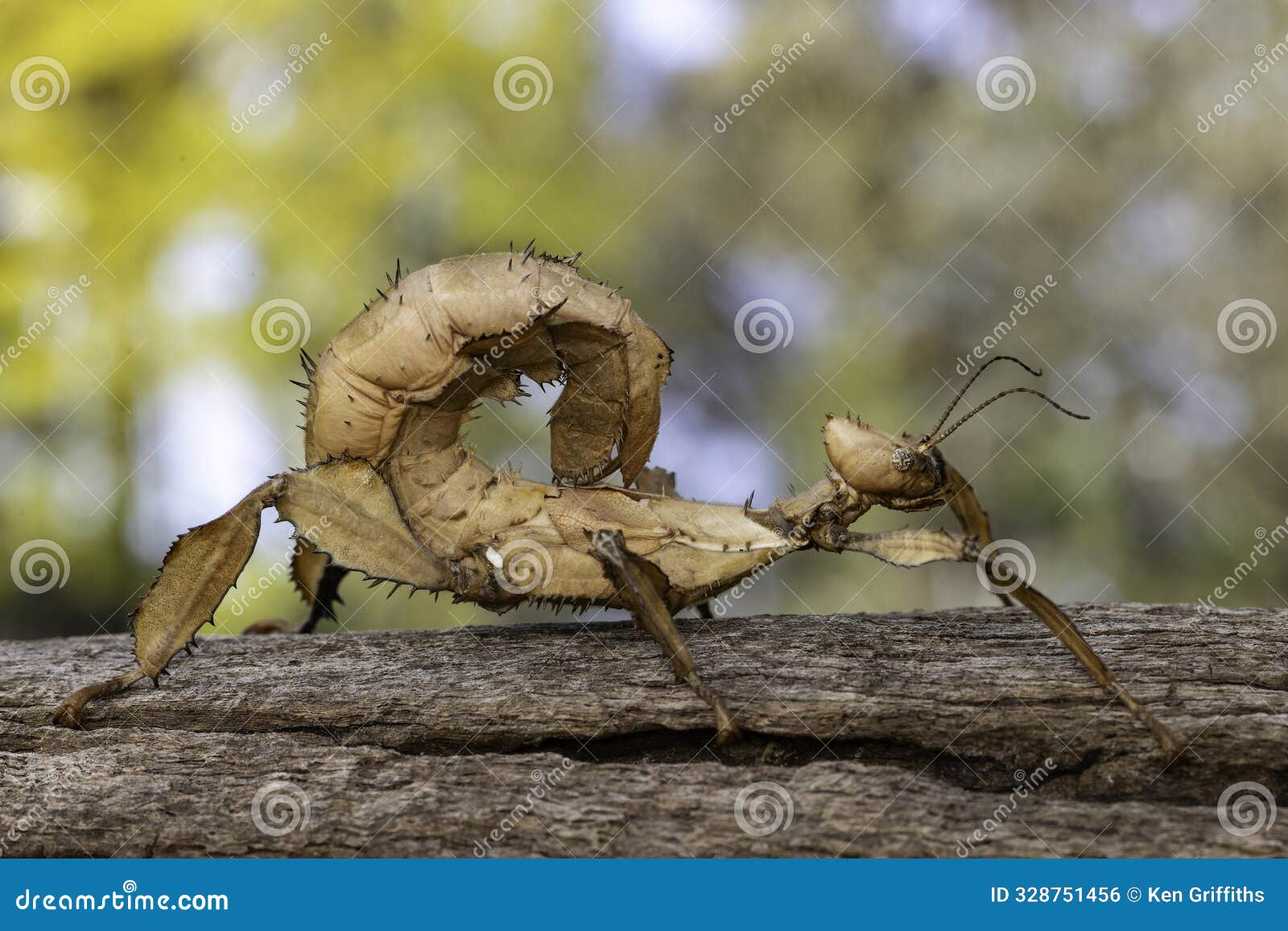 Australian Spiny-leaf Insect Stock Photo - Image of stick, nature ...