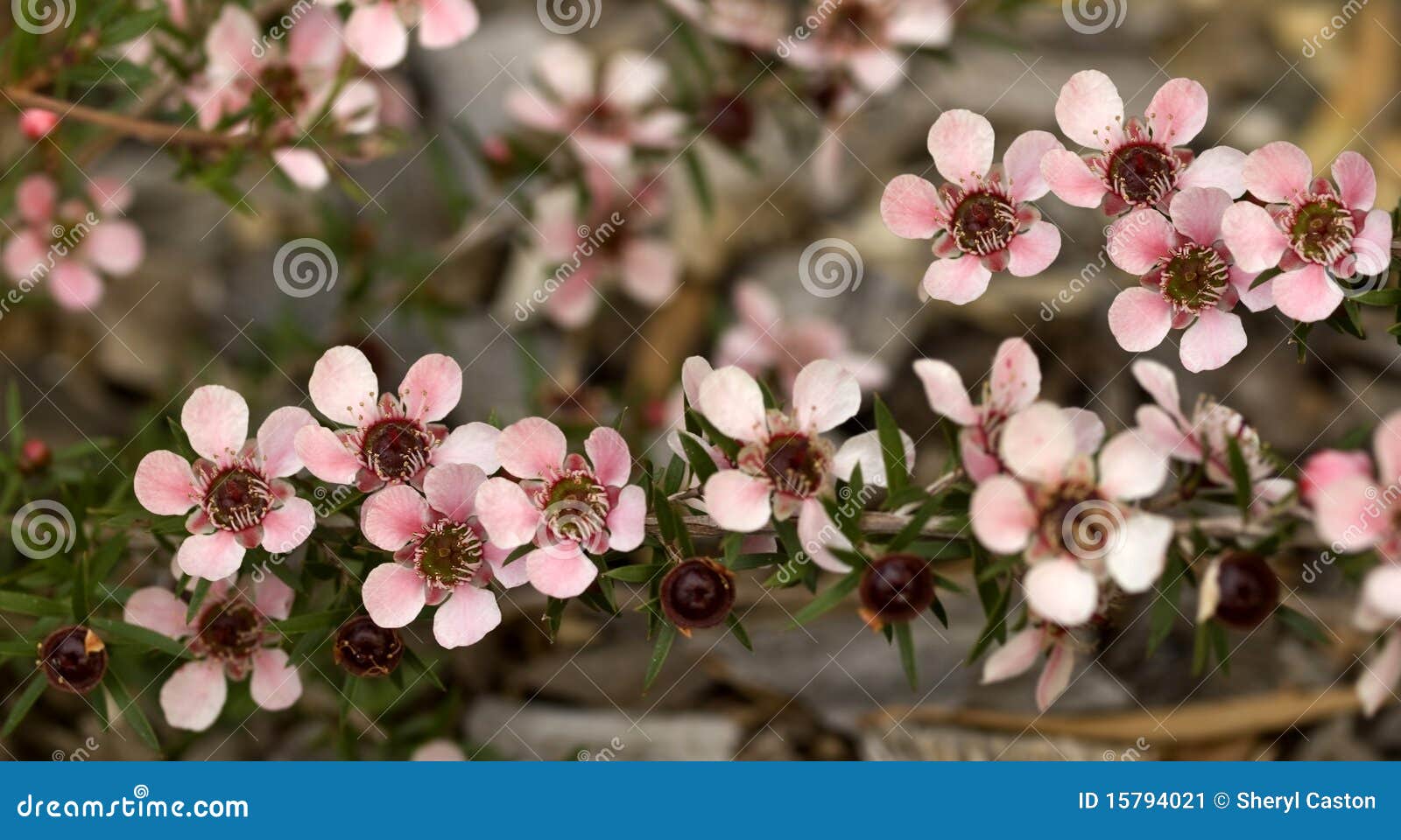 Australian Spring Wattles On A Vertical Banner Stock Photography ...