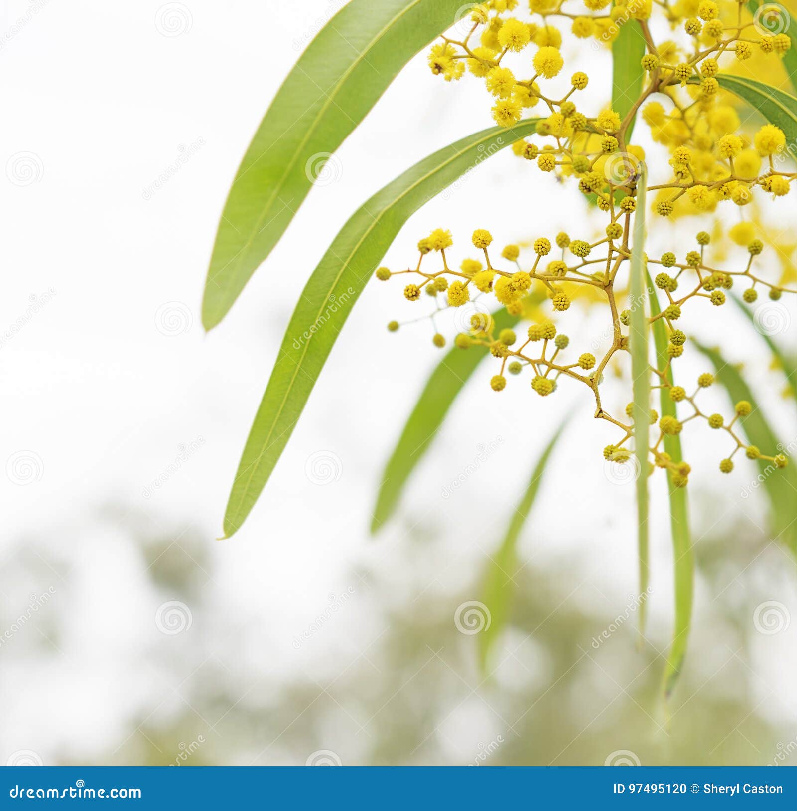 Australian Spring Wattle Flowers Stock Photo - Image of season ...